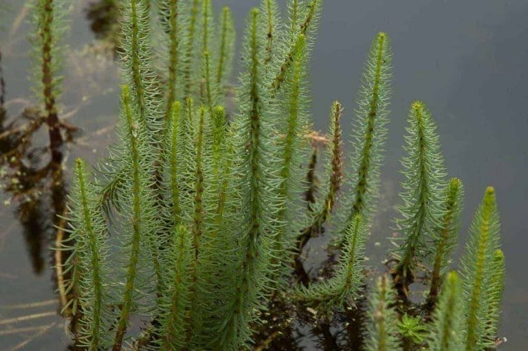 Lidsteng, Hippuris vulgaris – The Pond Library