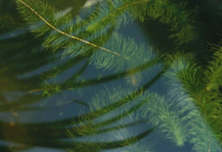 Lidsteng, Hippuris vulgaris – The Pond Library