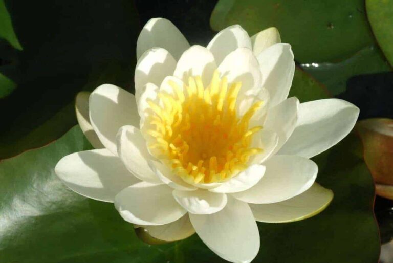 Witte waterlelies: klassiek en elegant – The Pond Library