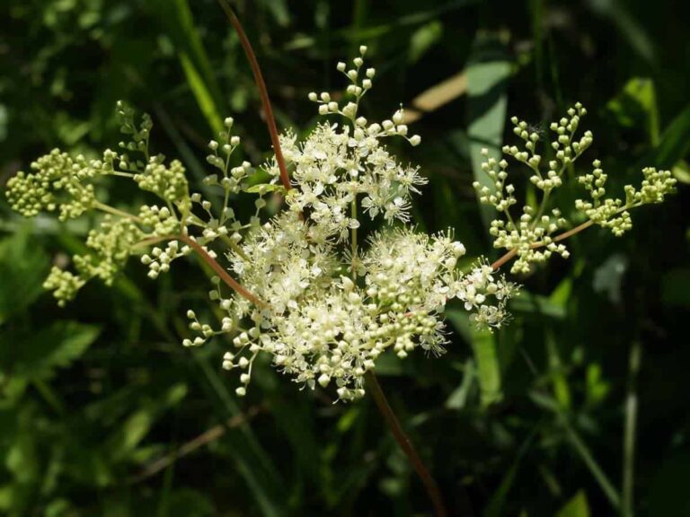 Moerasspirea (Filipendula ulmaria): geurige oeverplant – The Pond Library