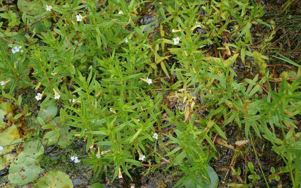 Moerasspirea, Filipendula ulmaria – The Pond Library